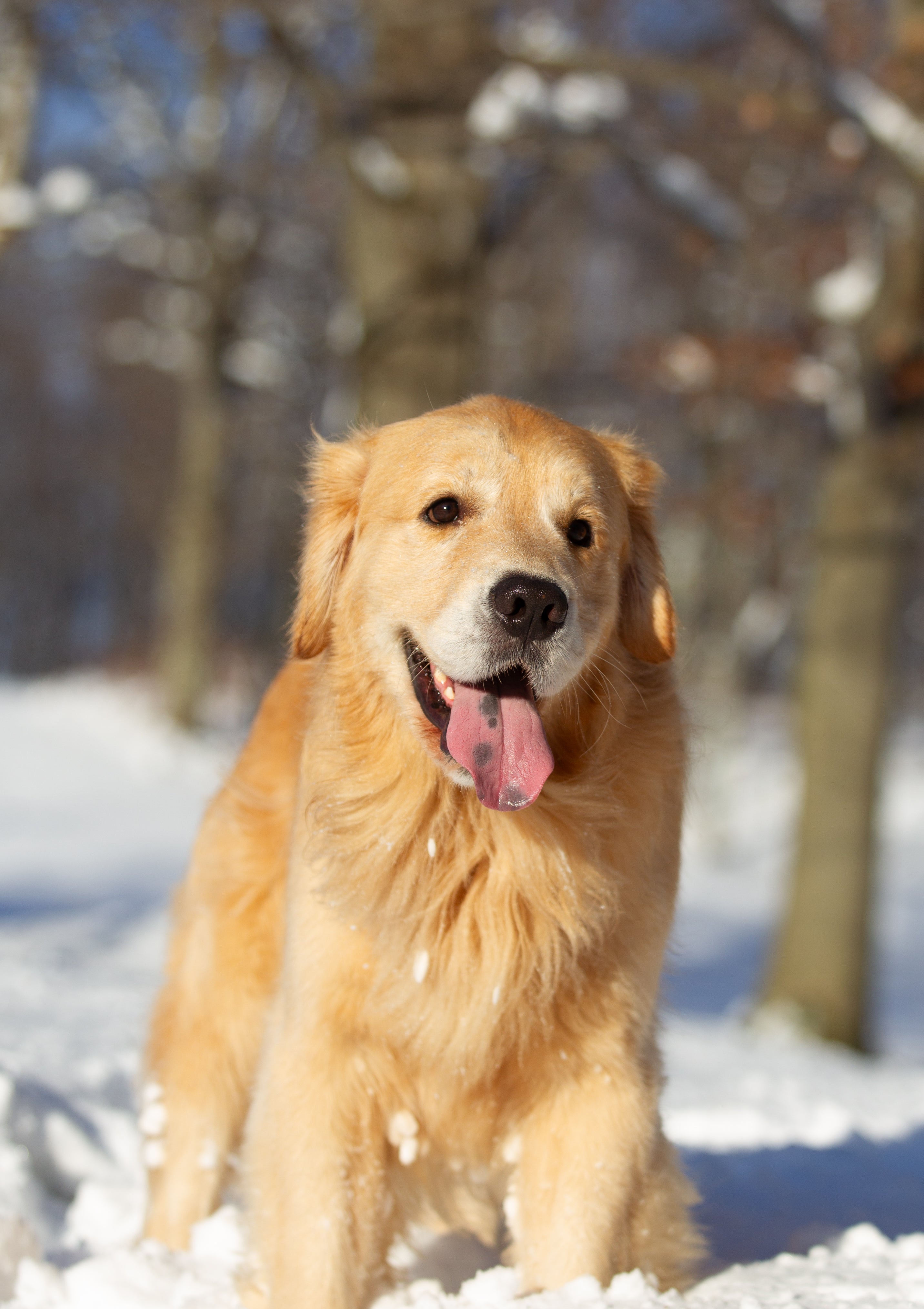 Golden Retriever and Farm Experiences - Golden Dog Farm LLC