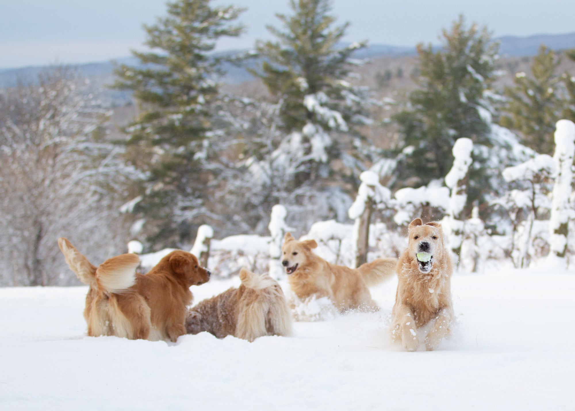 Golden Retriever Experience® - Golden Dog Farm LLC