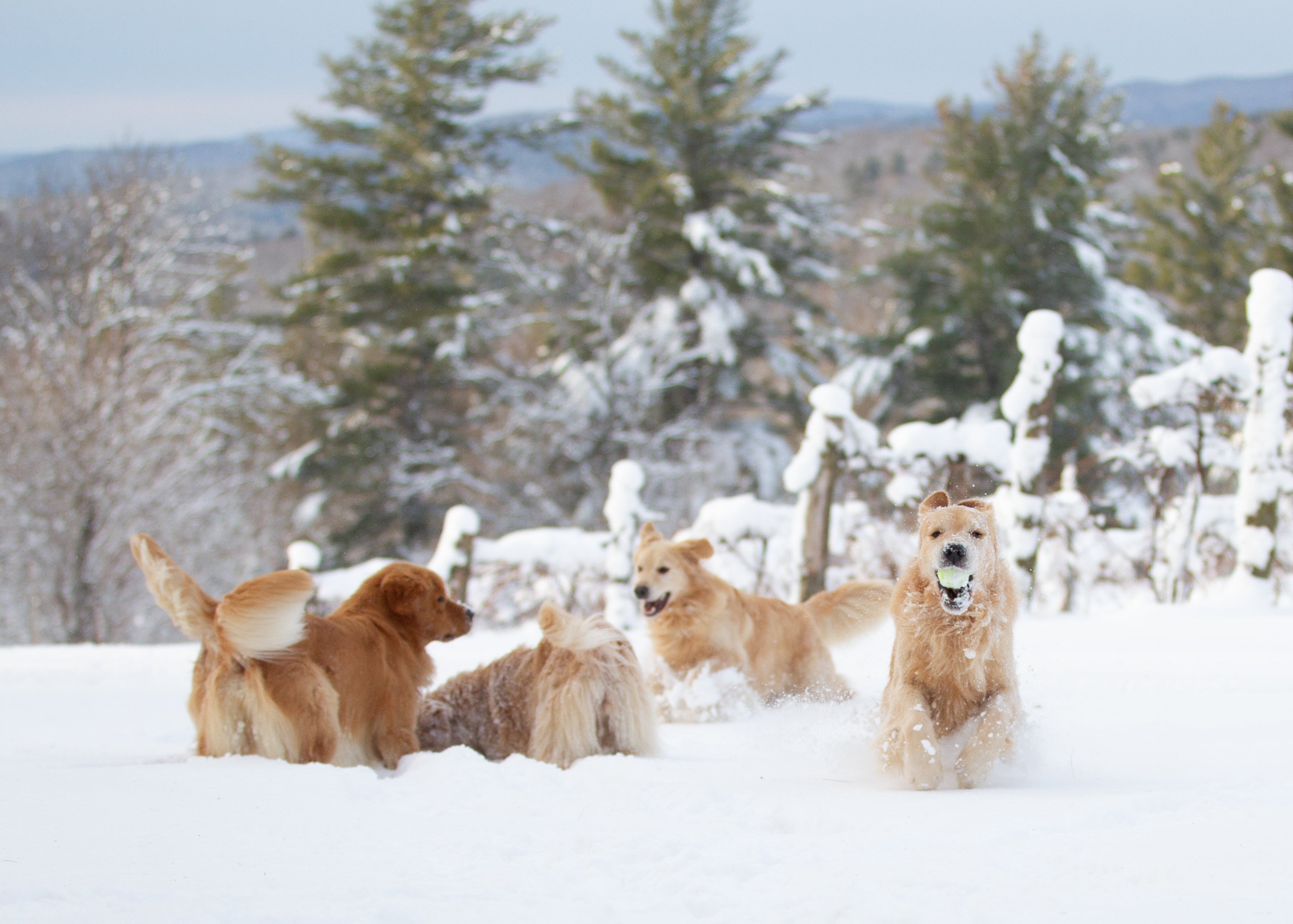 Golden Retriever and Farm Experiences - Golden Dog Farm LLC