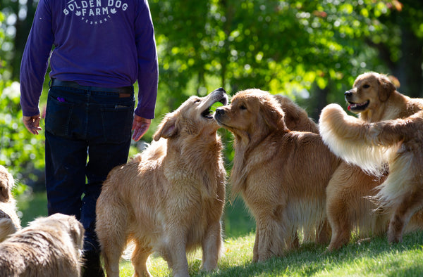 Golden Retriever and Farm Experiences - Golden Dog Farm LLC