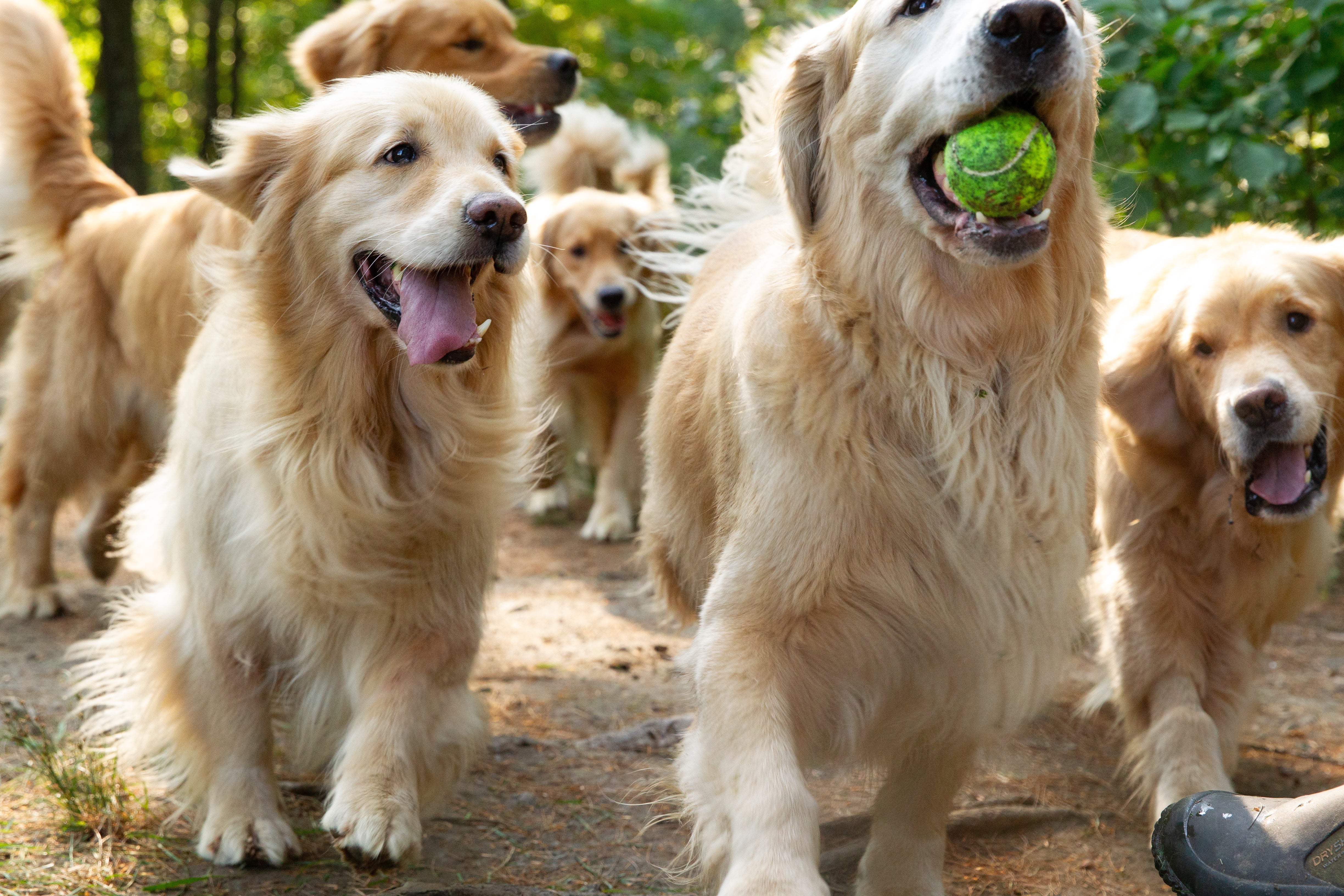 Golden Retriever and Farm Experiences - Golden Dog Farm LLC