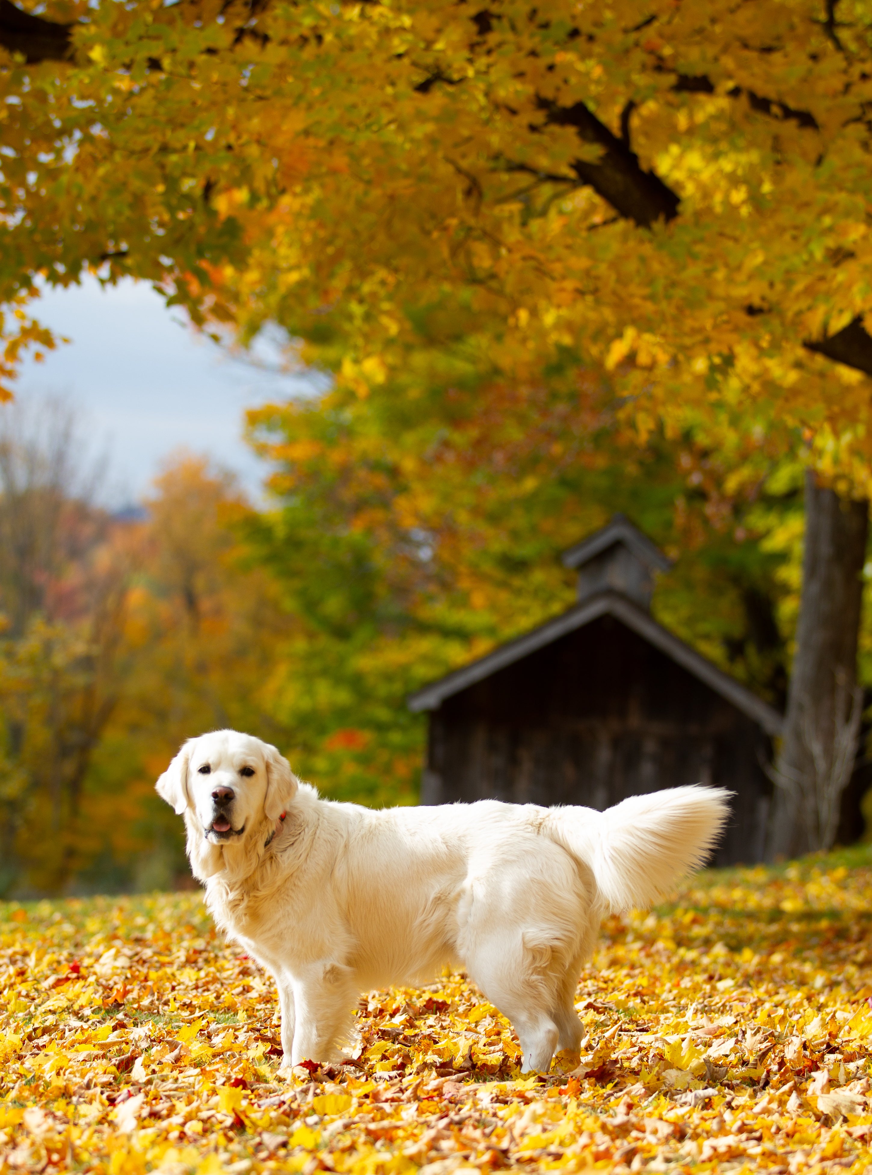 Golden Dog Farm Vermont selling maple syrup and honey