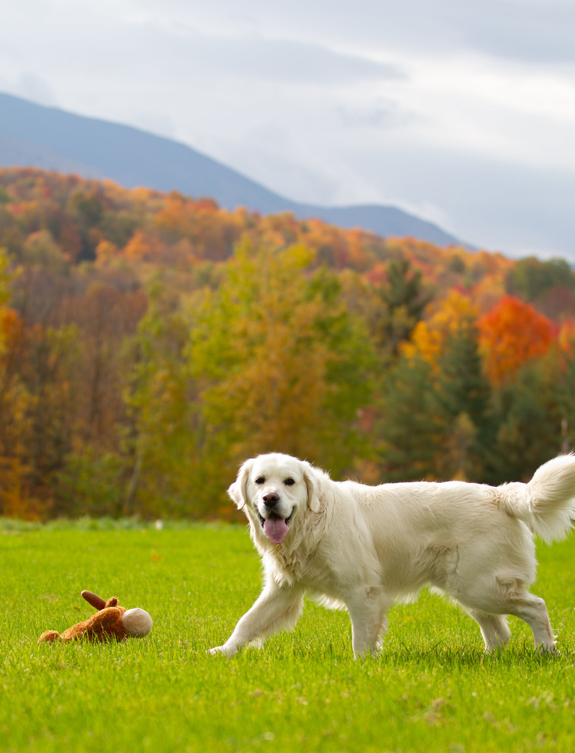 Golden Retriever and Farm Experiences - Golden Dog Farm LLC